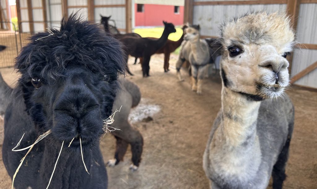 Maryland Alpaca Breeding Program – Black Barn Alpacas