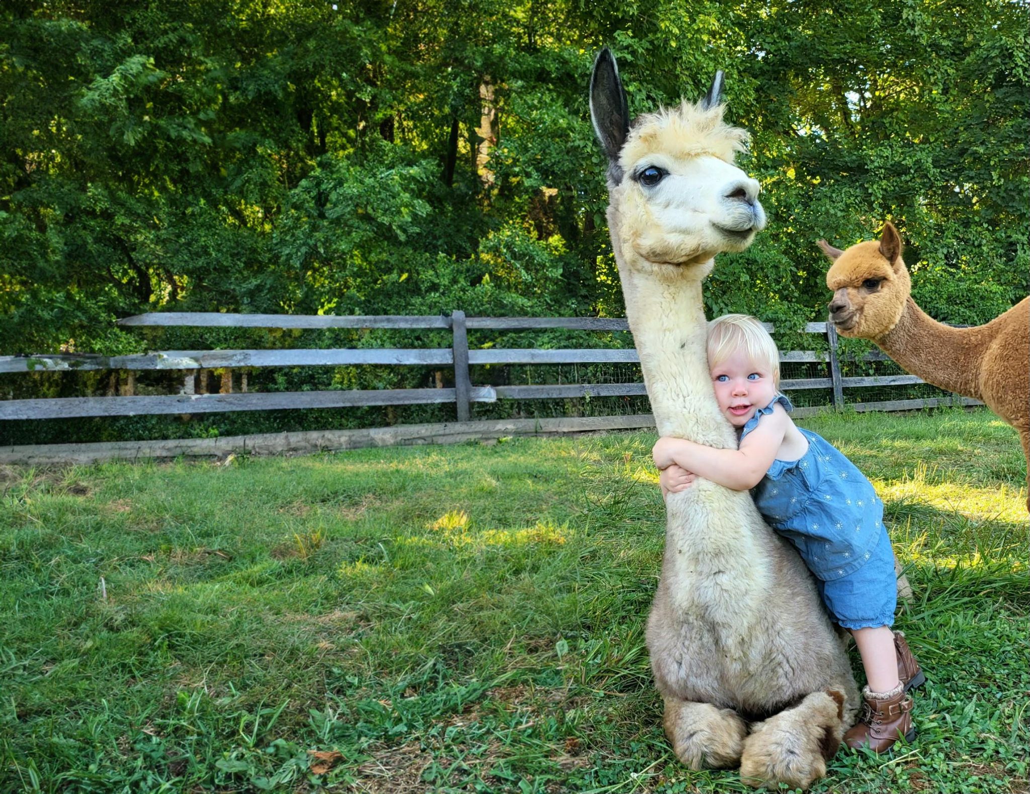 Maryland Alpaca Breeding Program – Black Barn Alpacas
