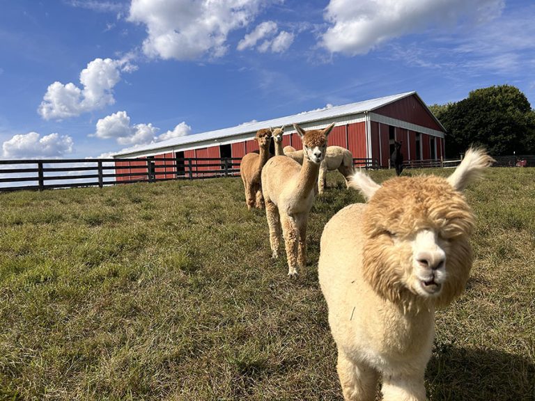 Maryland Alpaca Breeding Program – Black Barn Alpacas