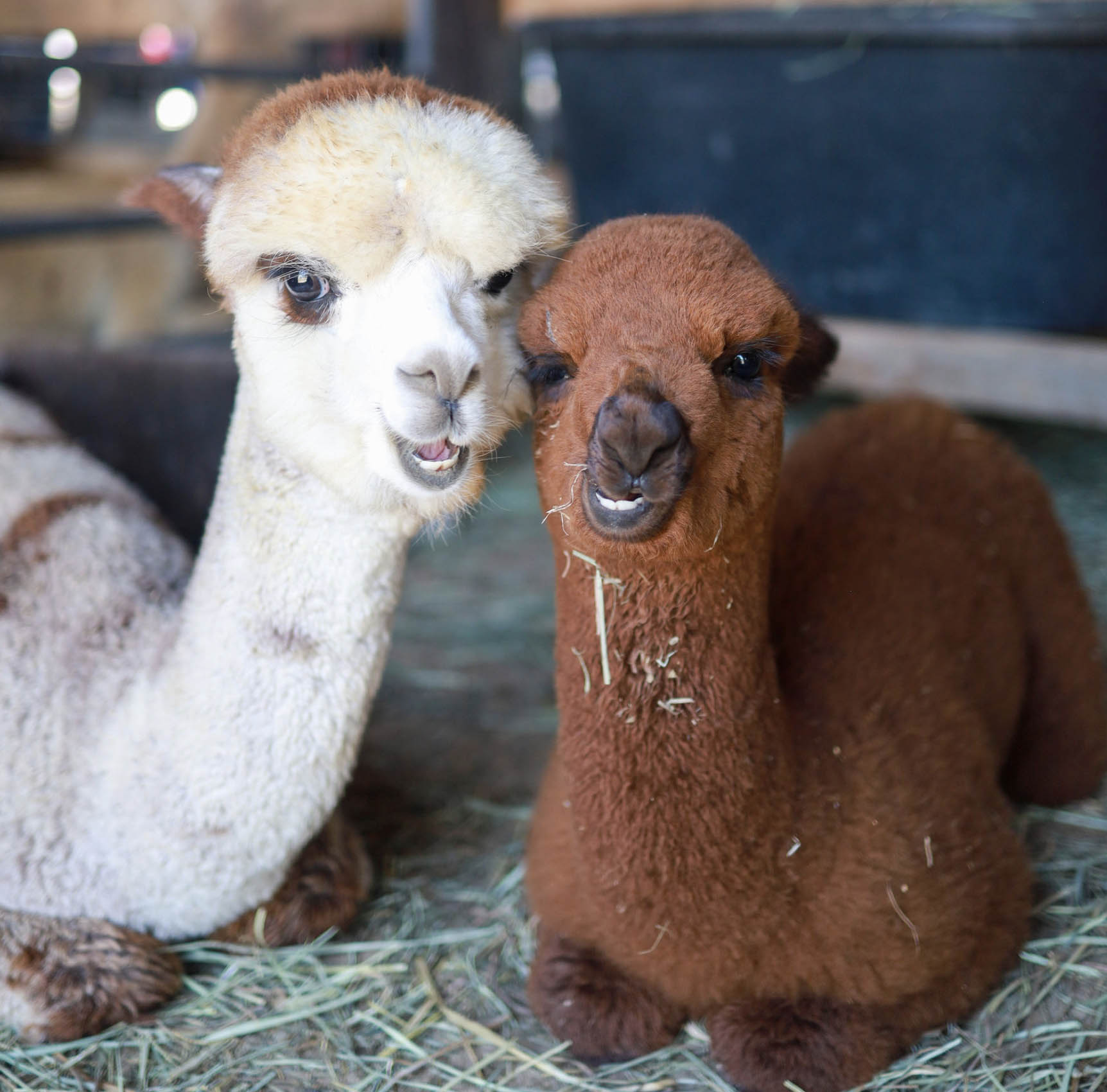 Black Barn Alpacas – Maryland Alpaca Farm and tours