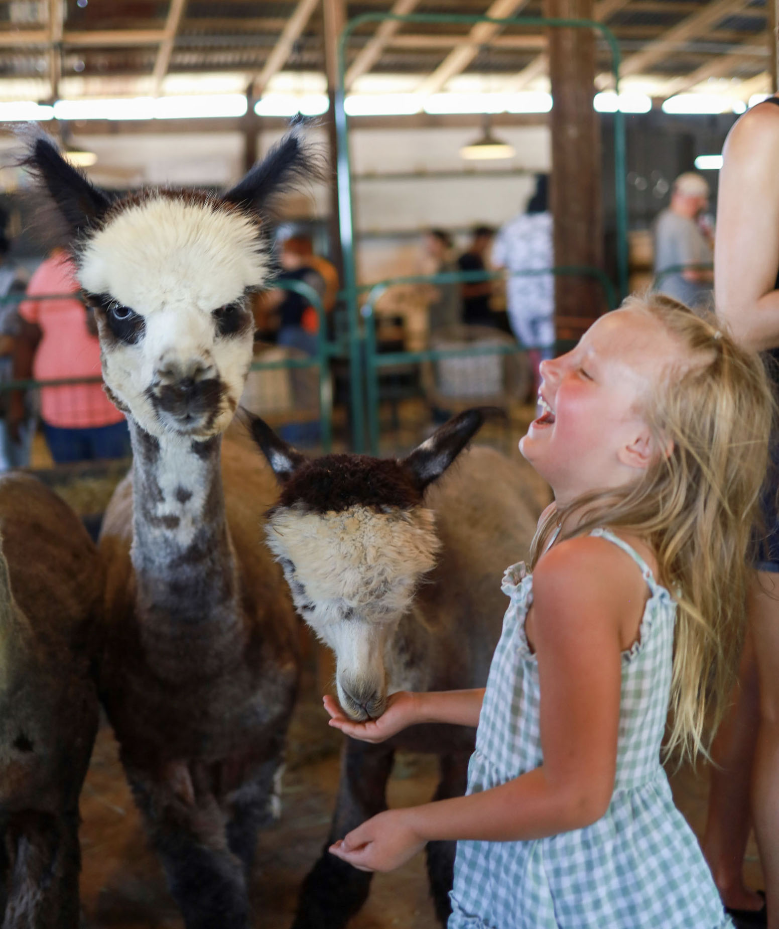 Contact – Black Barn Alpacas