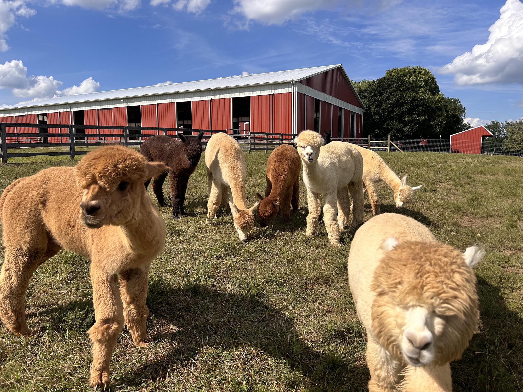 Take an Alpaca Field Trip! – Black Barn Alpacas