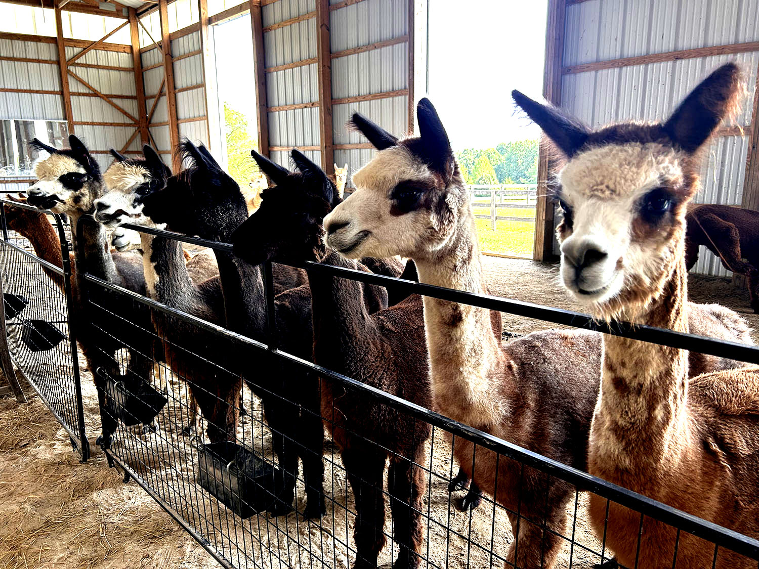 Black Barn Alpacas